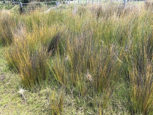 Knobby club-rush (Ficinia nodosa) Flower, Leaf, Care, Uses - PictureThis