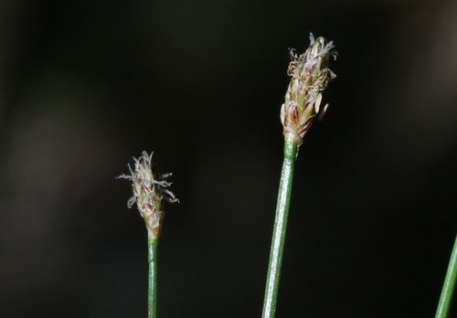 Sand spikerush (Eleocharis montevidensis) Flower, Leaf, Care, Uses ...