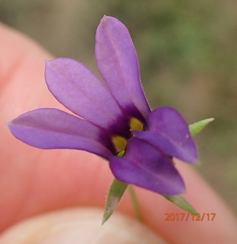 Monopsis - PictureThis