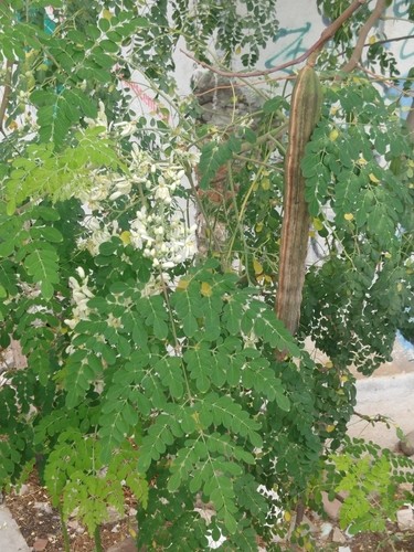 How to Plant and Grow Moringa(Moringa oleifera)