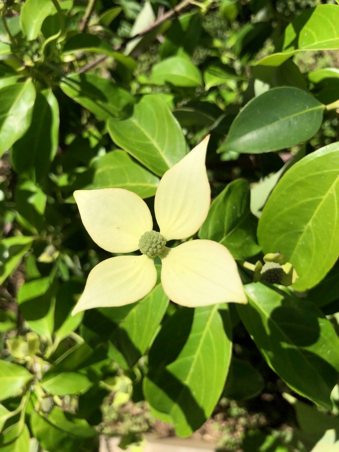 Chinese dogwood (Cornus capitata subsp. angustata) Flower, Leaf, Care ...