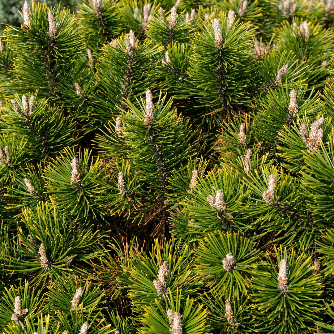 Pinus contorta - PictureThis