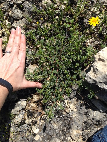 Comanche peak prairie clover (Dalea reverchonii) Flower, Leaf, Care ...
