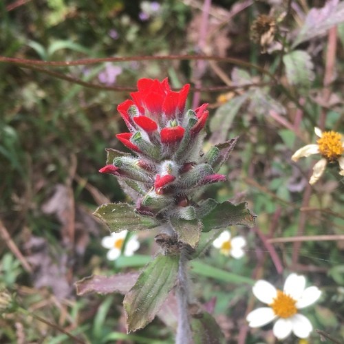 Castilleja arvensis - PictureThis