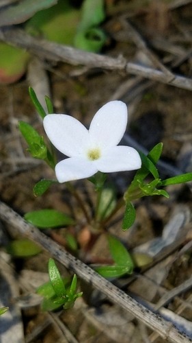 Houstonia - PictureThis