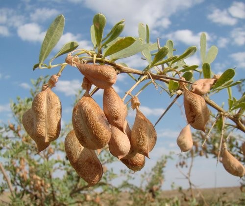 Common Salt Tree (Halimodendron) Flower, Leaf, Care, Uses - PictureThis