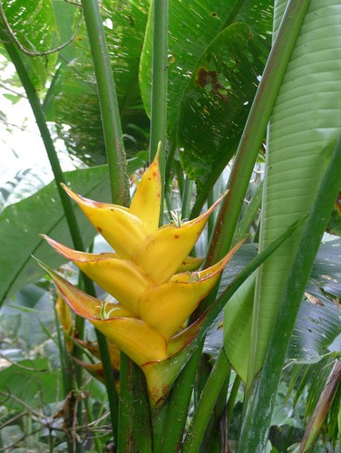 Heliconia caribaea - PictureThis
