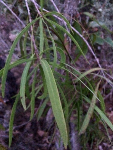 PictureThis - Persoonia longifolia