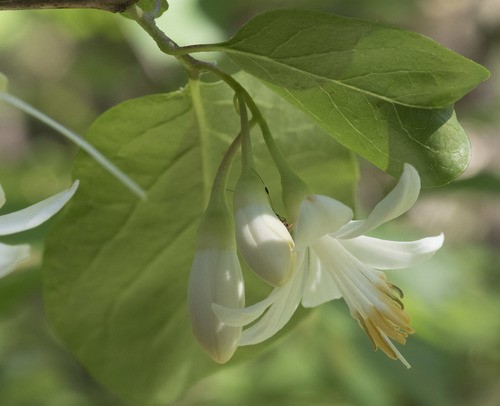 Styrax redivivus - PictureThis