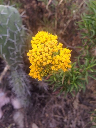 гумхед (Gymnosperma glutinosum) - PictureThis
