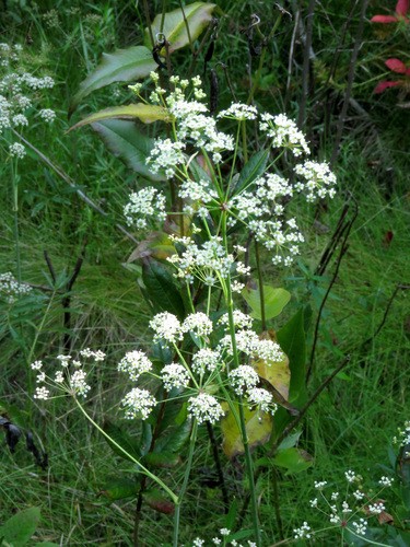 Stiff cowbane (Oxypolis rigidior) Flower, Leaf, Care, Uses - PictureThis