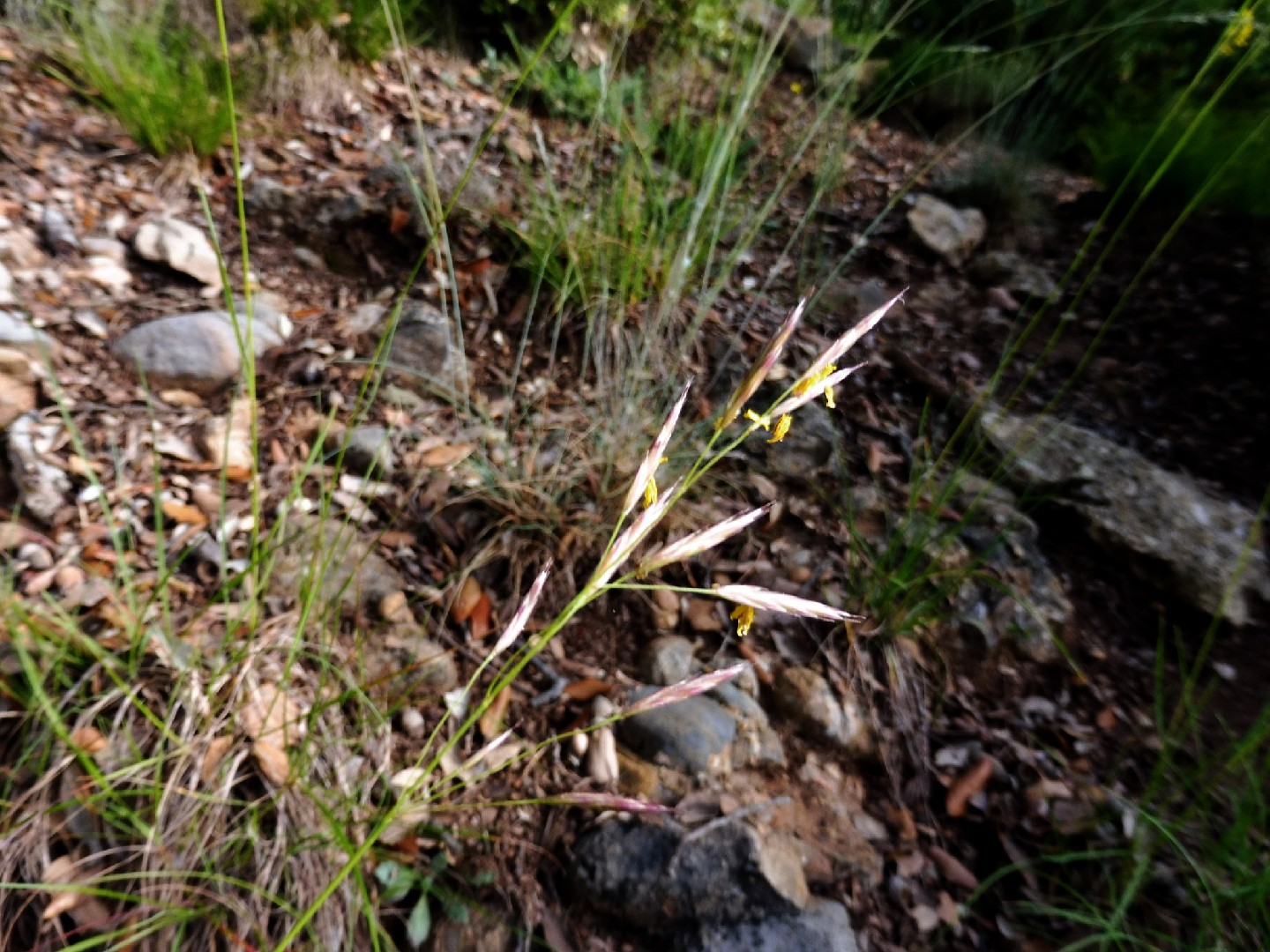 Erect brome (Bromus erectus) Flower, Leaf, Care, Uses - PictureThis