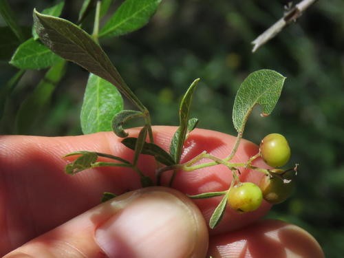 Searsia pyroides - PictureThis