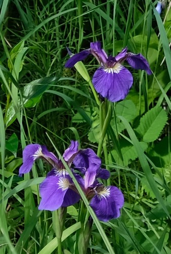 ヒオウギアヤメ（檜扇菖蒲） (Iris setosa) 花言葉，毒性，よくある質問 - PictureThis