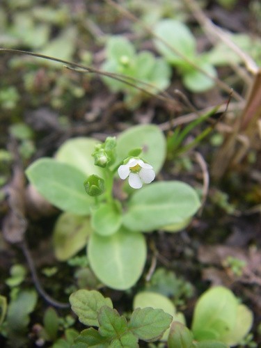Seaside brookweed (Samolus valerandi) Flower, Leaf, Care, Uses ...