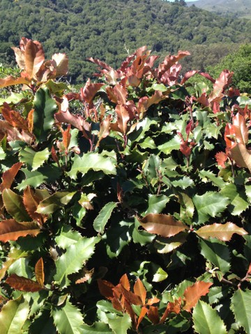 Photinia Flower, Leaf, Care, Uses - PictureThis