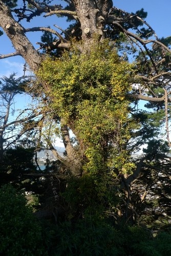 Elaeagnus reflexa - PictureThis