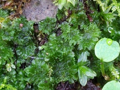 Anthoceros fusiformis - PictureThis