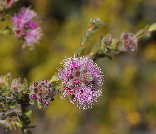 Kunzea capitata - PictureThis