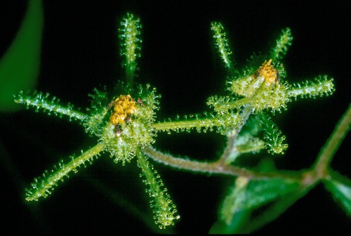 Indian weed (Sigesbeckia orientalis) Flower, Leaf, Care, Uses - PictureThis