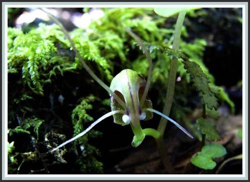 Corybas trilobus - PictureThis