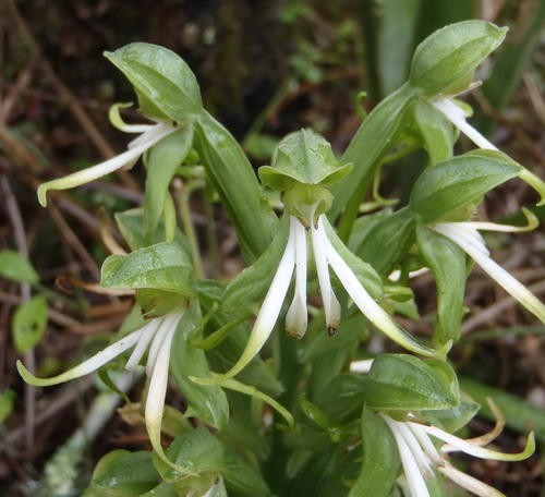 Bonatea speciosa - PictureThis