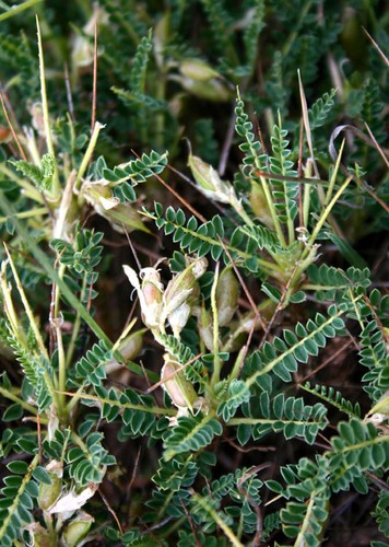 Astragalus genargenteus Flower, Leaf, Care, Uses - PictureThis