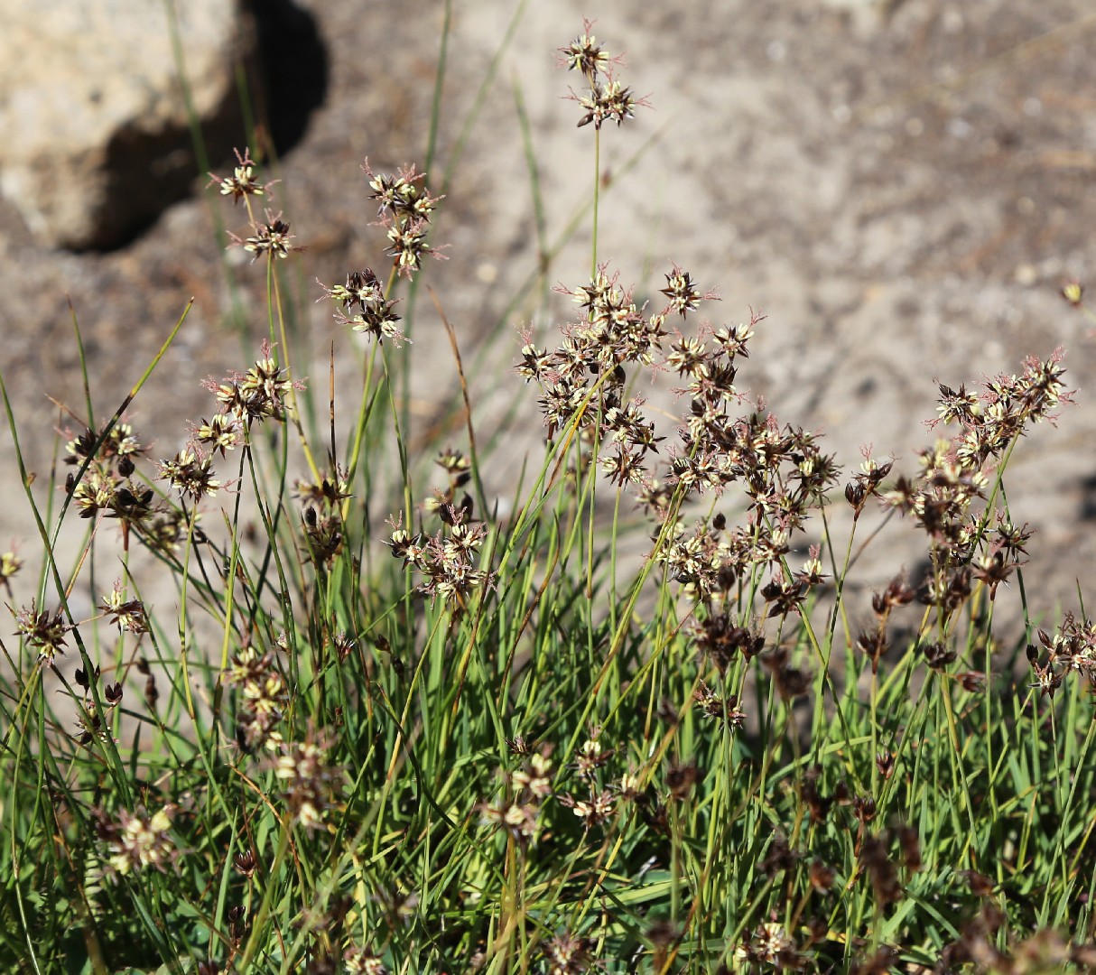 Juncus mertensianus - PictureThis