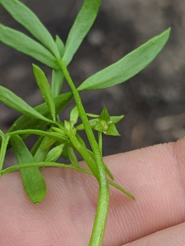 Floerkea proserpinacoides - PictureThis