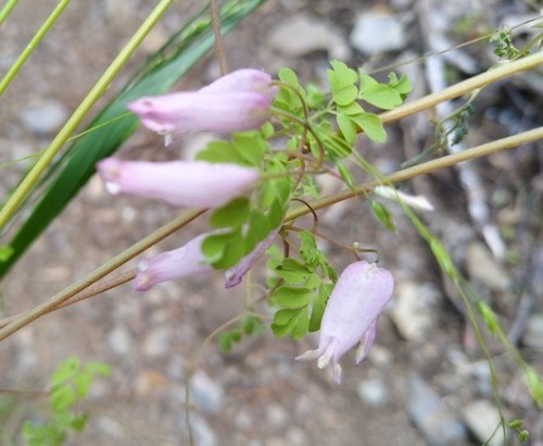 Enredadera de Allegheny (Adlumia fungosa) - PictureThis