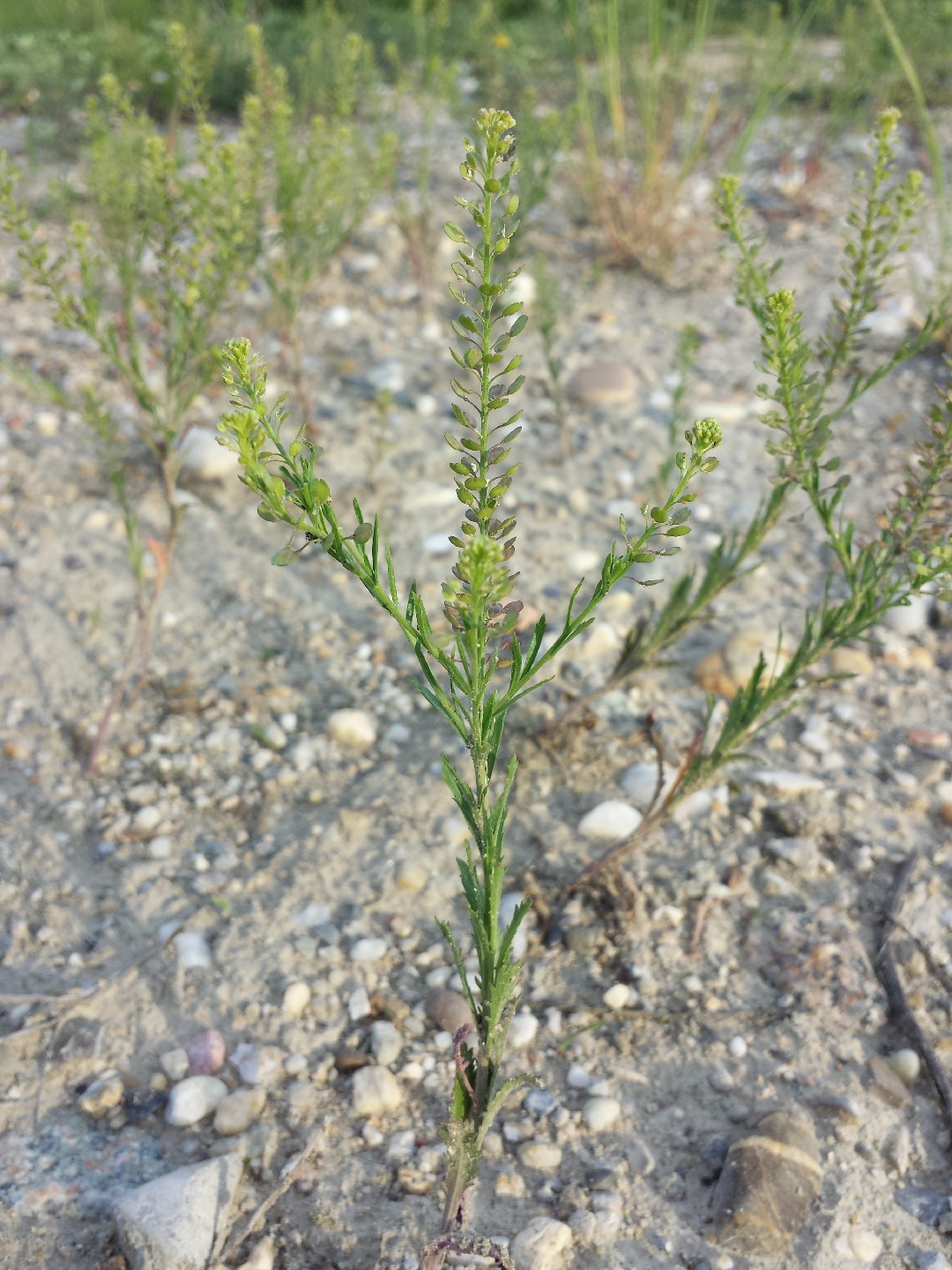 Common pepperweed (Lepidium densiflorum) Flower, Leaf, Care, Uses ...