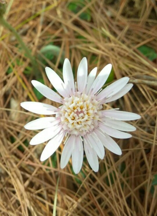 Oreoseris henryi - PictureThis