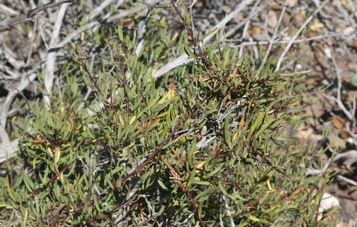 Bush rue (Cneoridium dumosum) Flower, Leaf, Care, Uses - PictureThis