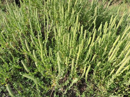 Lanceleaf ragweed (Ambrosia bidentata) Flower, Leaf, Care, Uses ...