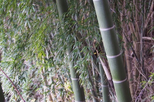 Moso bamboo Care (Watering, Fertilize, Pruning, Propagation) - PictureThis