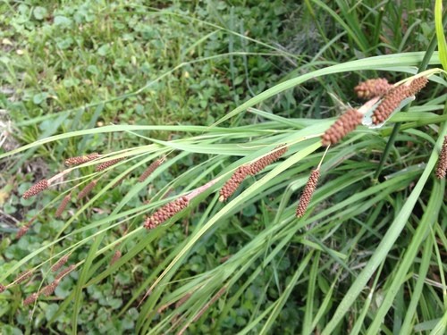 Short's sedge (Carex shortiana) Flower, Leaf, Care, Uses - PictureThis