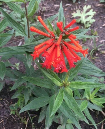 Clavillo (Bouvardia ternifolia) - PictureThis
