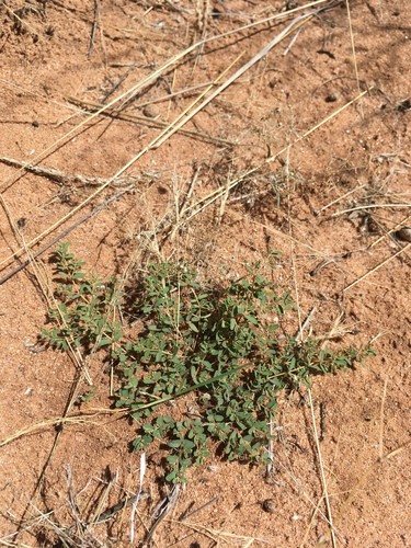 Ribseed sandmat (Euphorbia glyptosperma) Flower, Leaf, Care, Uses ...