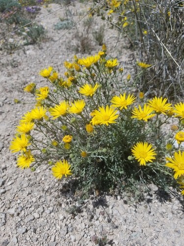 Yellow Spiny Daisy Stock Photo Of Greek Spiny Spurge (Euphorbia