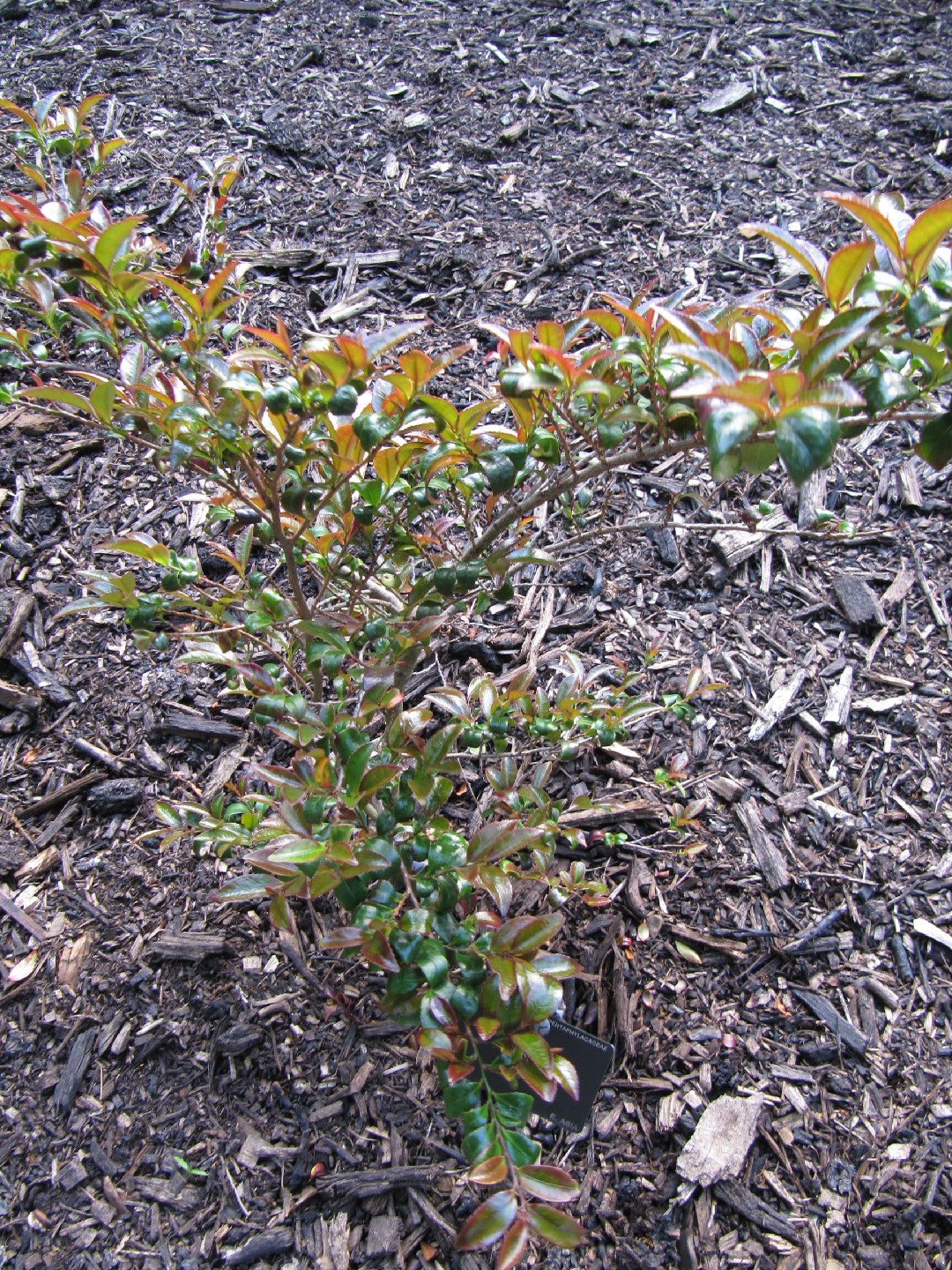 PictureThis - Eurya emarginata