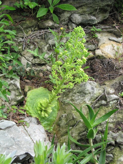 How to Plant and Grow Dinner plate plant(Aeonium tabuliforme)