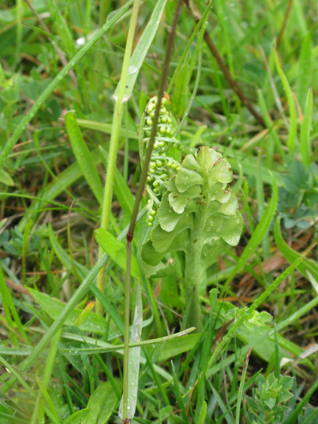 Common moonwort (Botrychium lunaria) Flower, Leaf, Care, Uses - PictureThis