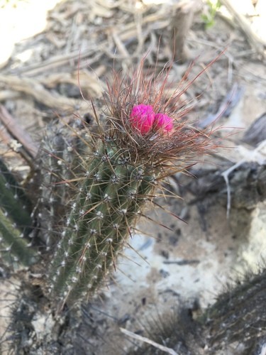 Arrojadoa Flower, Leaf, Care, Uses - PictureThis