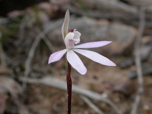 Dusky fingers (Caladenia fuscata) Flower, Leaf, Care, Uses - PictureThis