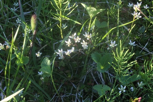 Starry saxifrage (Micranthes stellaris) Flower, Leaf, Care, Uses ...