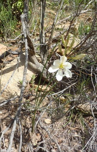 Tritonia - PictureThis