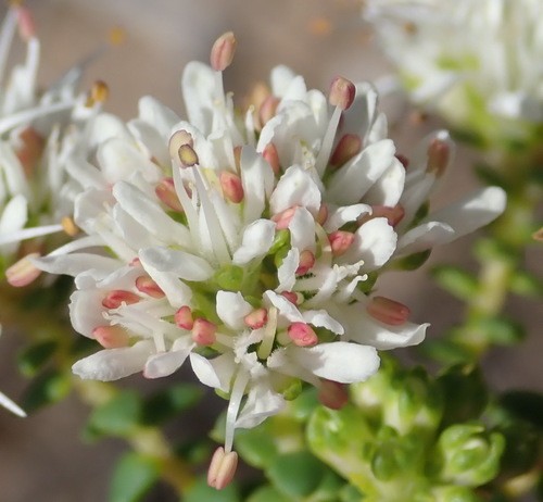 Agathosma apiculata - PictureThis