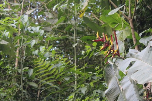 Heliconia subulata - PictureThis