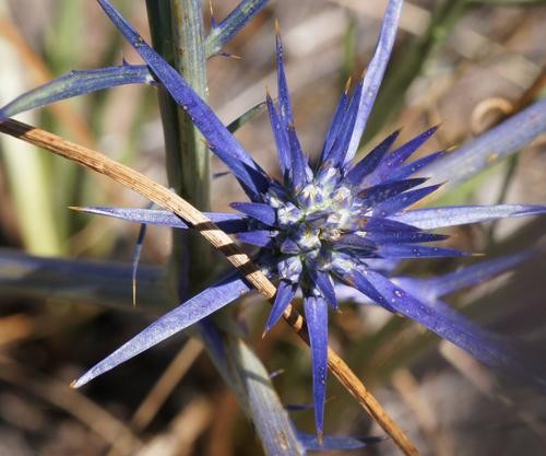 Eryngium ovinum - PictureThis