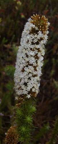 Stoebe alopecuroides - PictureThis